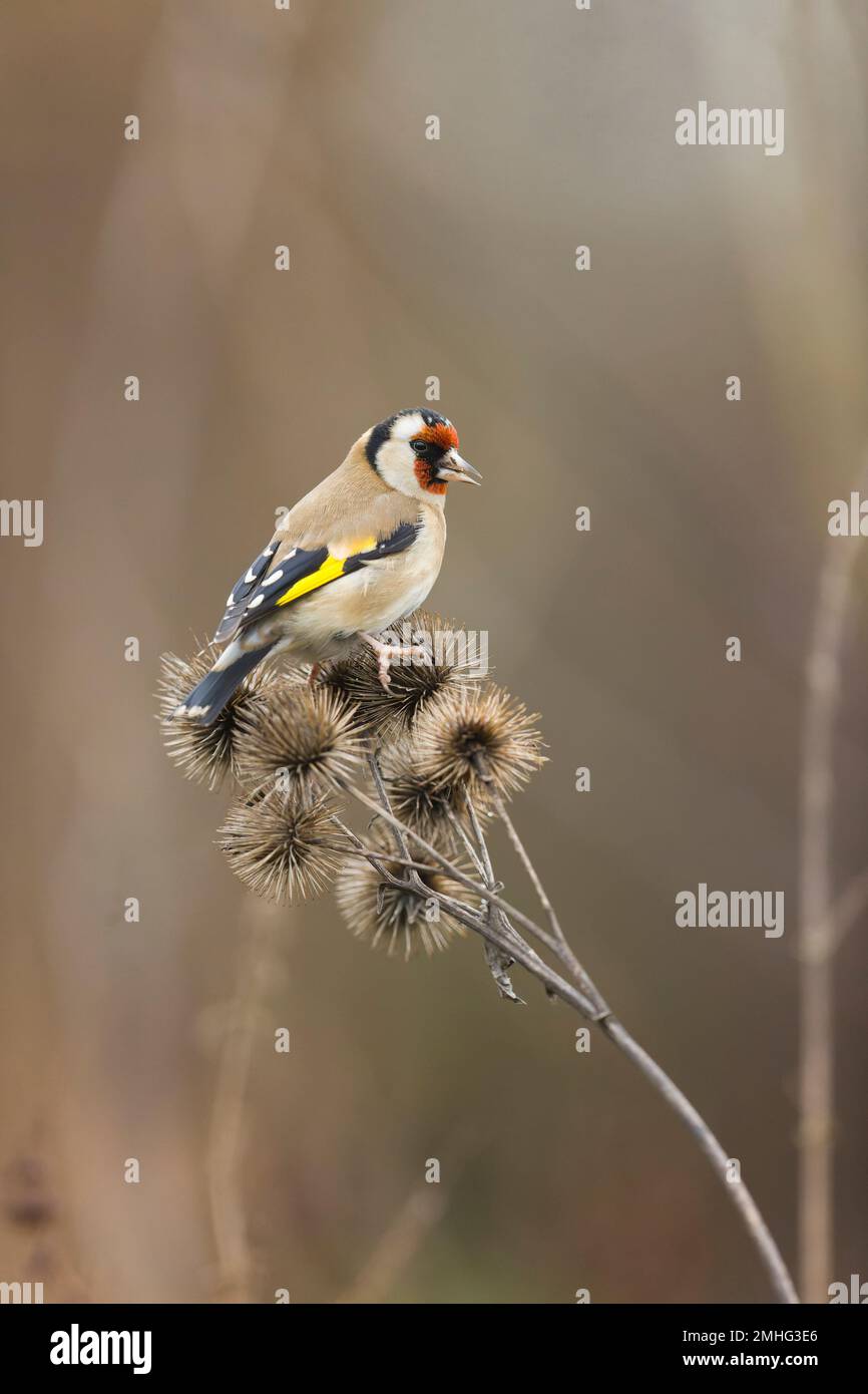 European goldfinch Carduelis carduelis, adult feeding on burdock ...