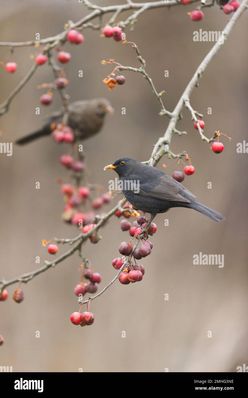 Common blackbird Turdus merula, adult pair feeding on crab apples ...