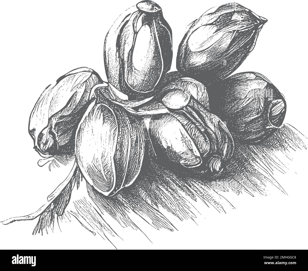 Date palm leaves and ripe fruits sketch vector illustration isolated on ...