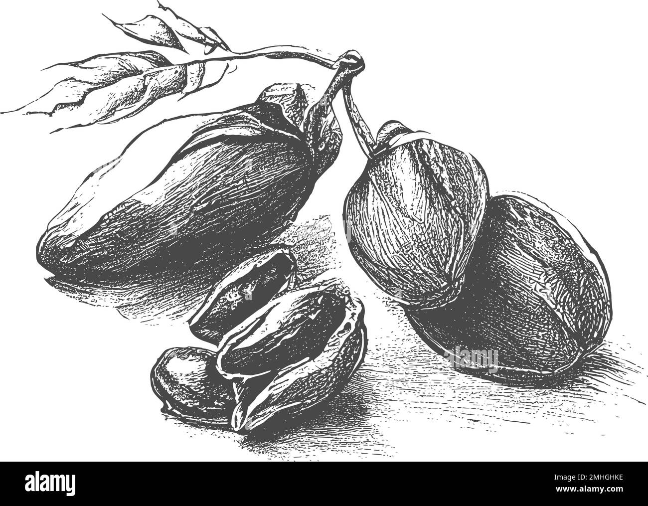 Date palm leaves and ripe fruits sketch vector illustration isolated on ...