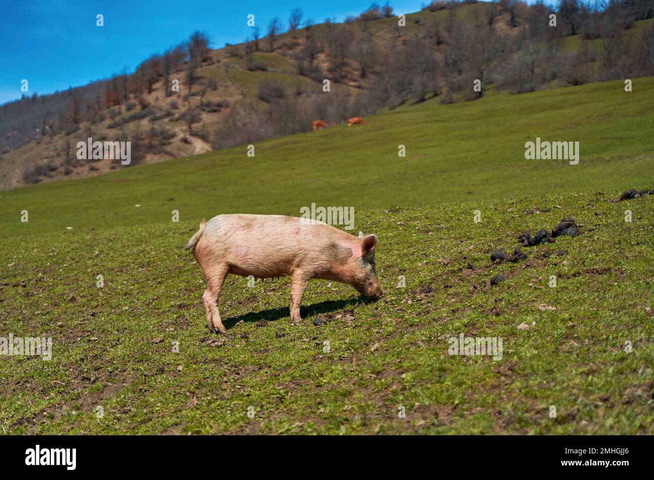 A pig walks on the green lawn of a farm in the mountains Stock Photo ...
