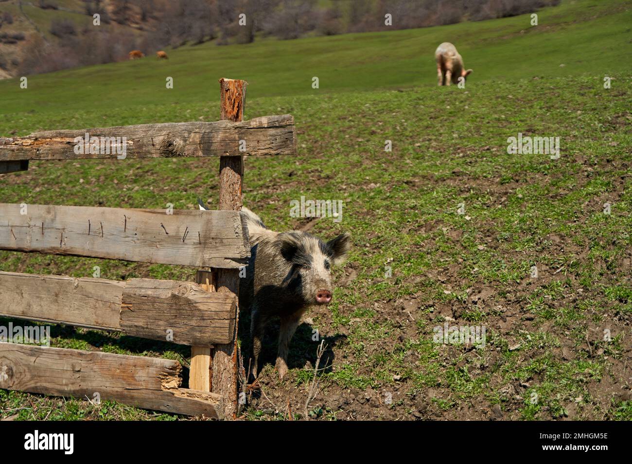 A pig walks on the green lawn of a farm in the mountains Stock Photo ...