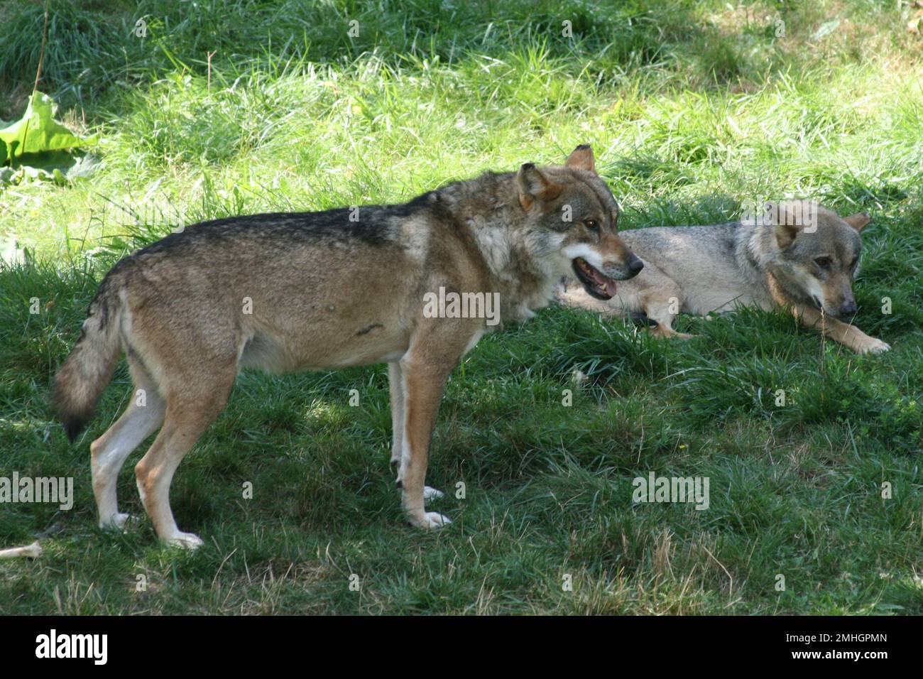 North american arctic wolf hi-res stock photography and images - Alamy