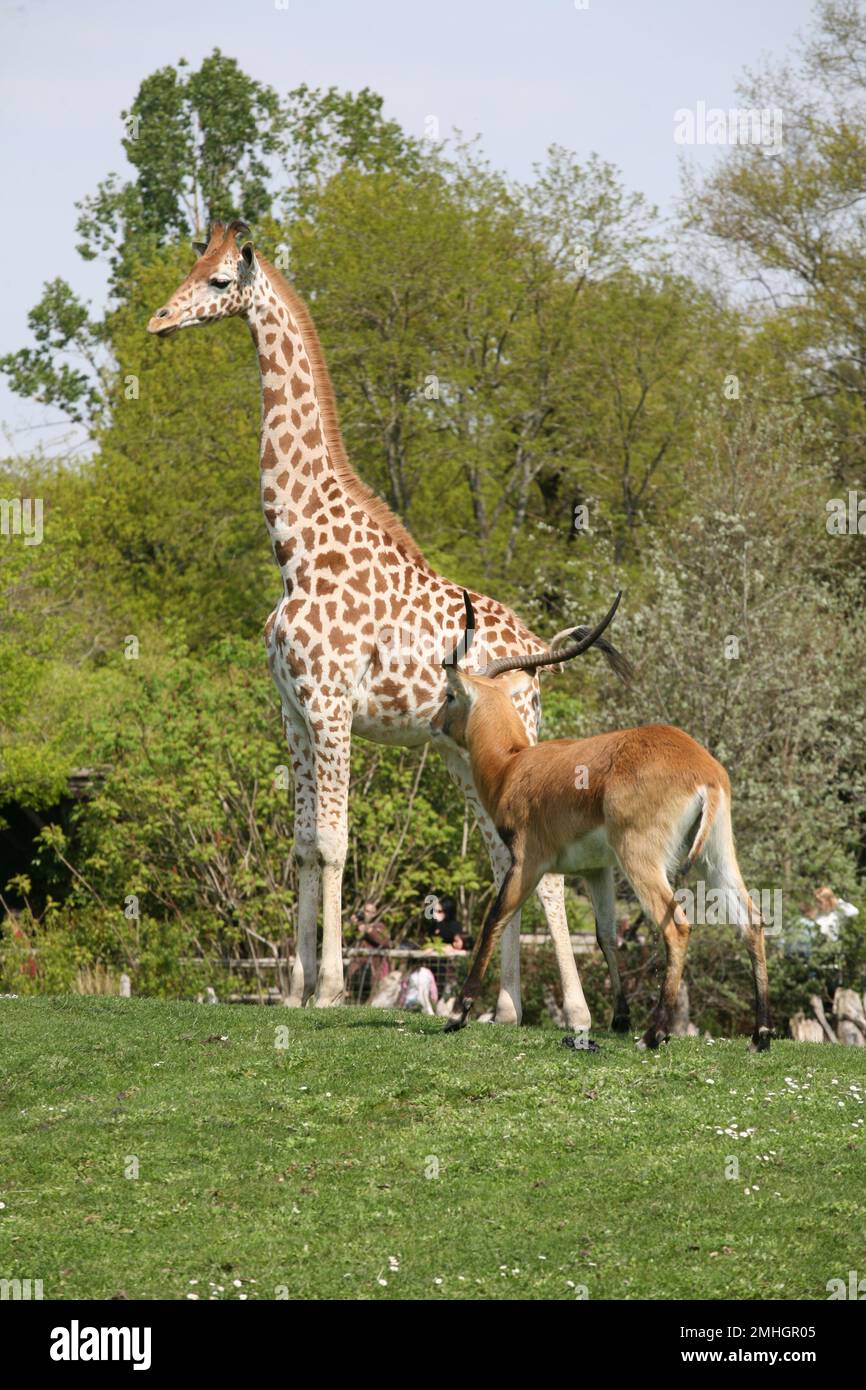 Antlered giraffe hi-res stock photography and images - Alamy