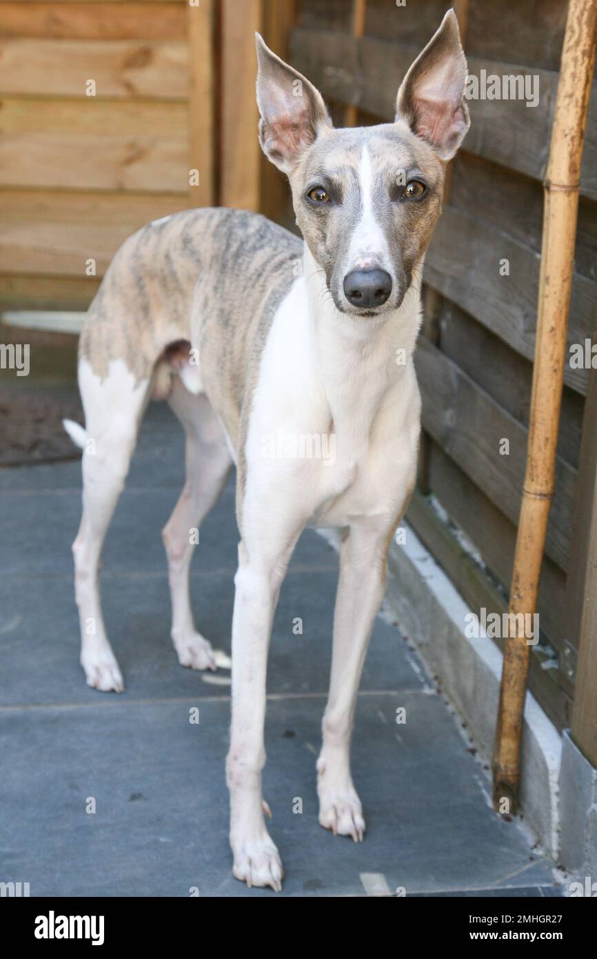 standing up dog outdoor fit and sport dog Stock Photo - Alamy