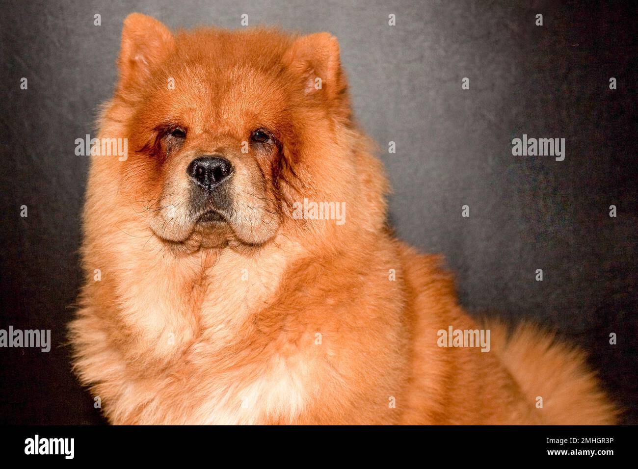 Chowchow dog hi-res stock photography and images - Alamy