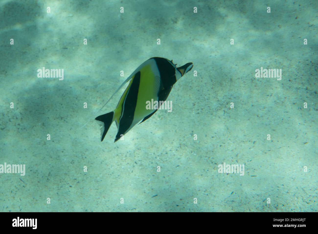 tropical fish in shallow water between sandy seabed and water surface ...