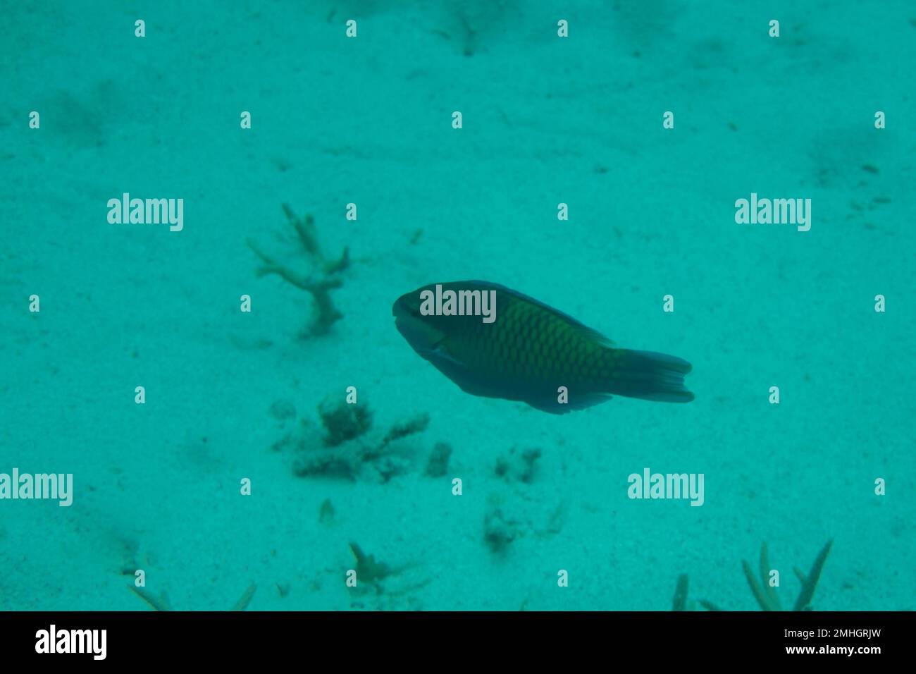 underwater tropical sea Water texture in ocean with corals and tropical ...