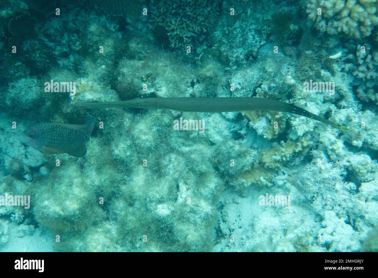 Underwater view in tropics sea with long fish Stock Photo - Alamy