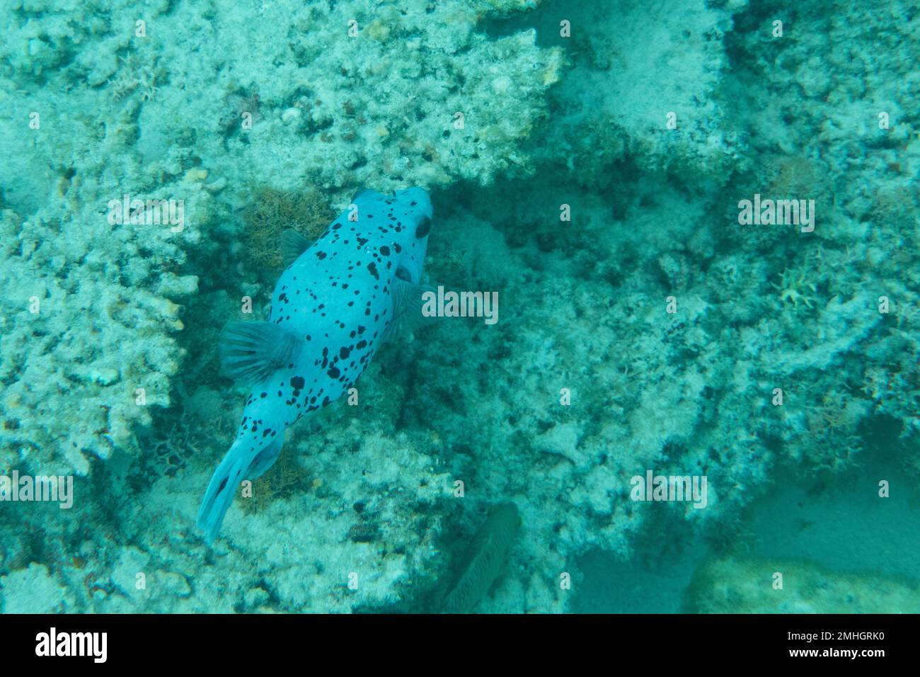 Coral reef and blue fish underwater in ocean Stock Photo - Alamy
