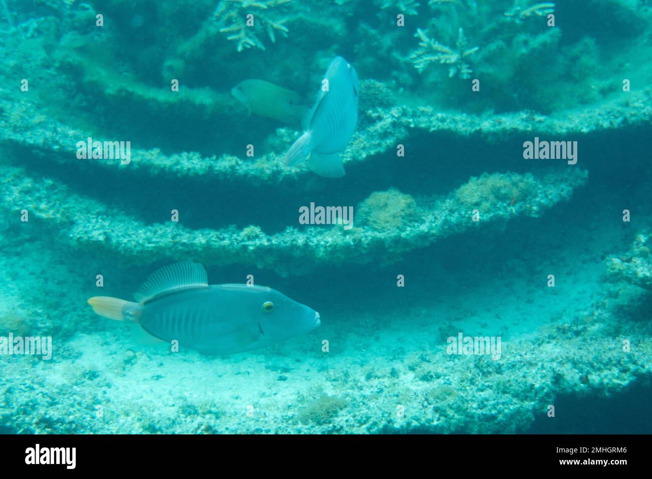 blue fish swimming in the sea around a coral reef Stock Photo - Alamy