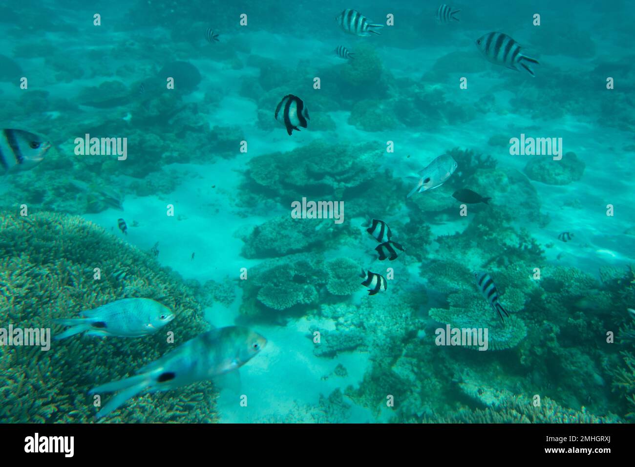 Coral reef many fishes snorkeling hi-res stock photography and images ...