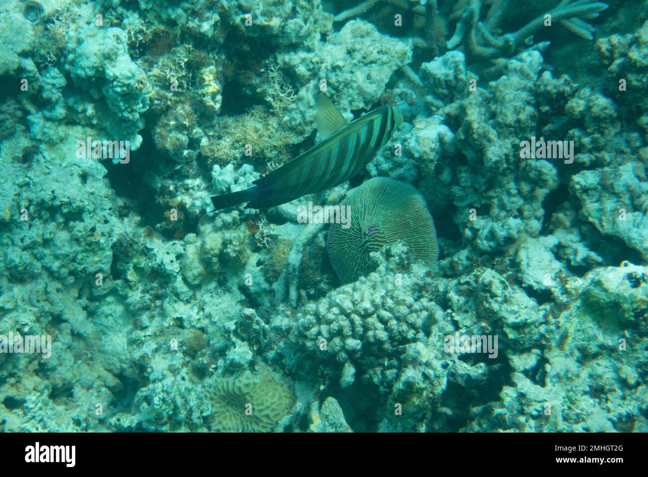 underwater world of fish and plants coral reef sea garden scene of ...