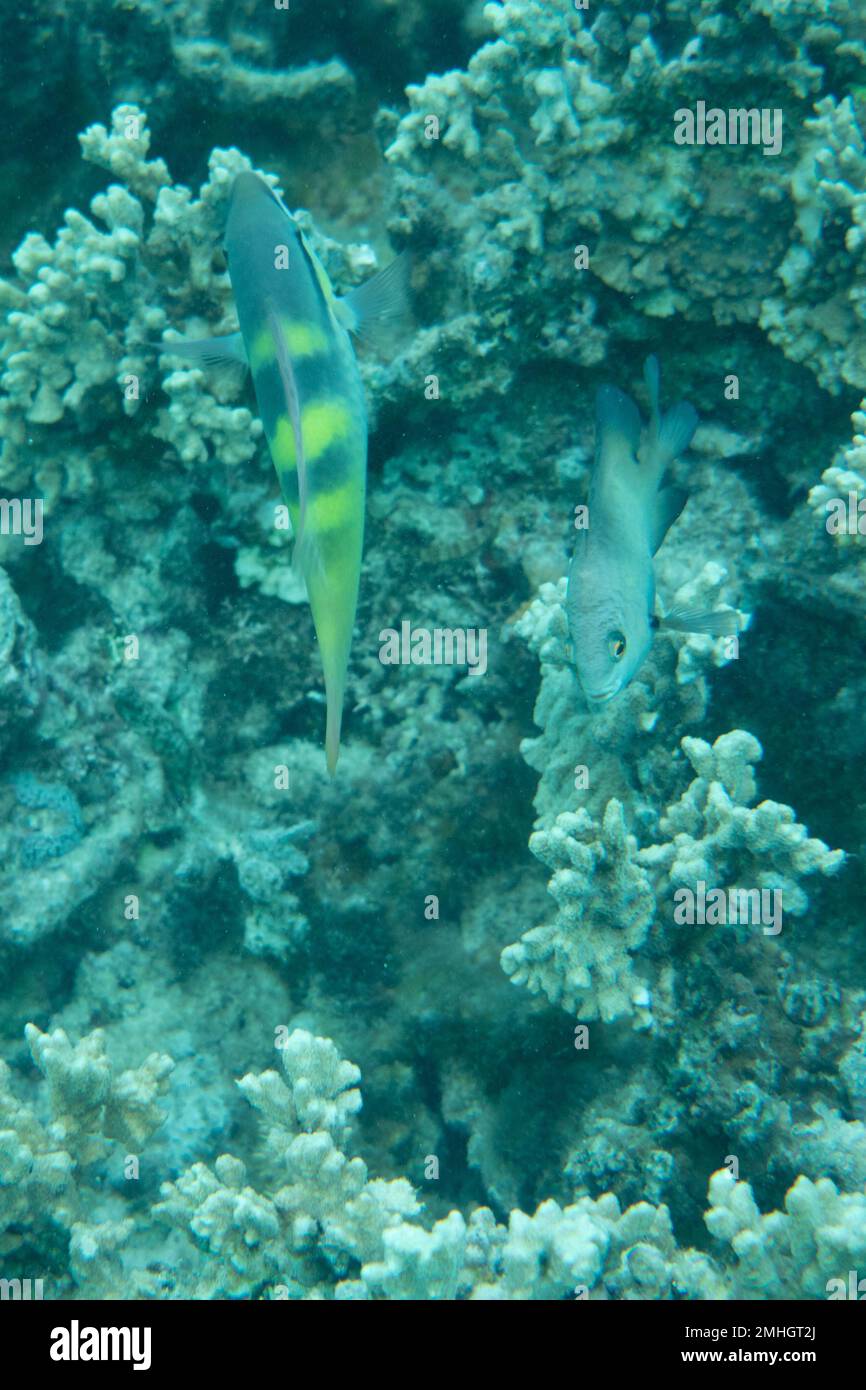 Stunning underwater sea scene with vibrant corals and fish Stock Photo ...