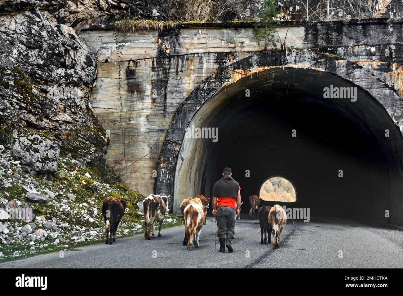 Cattle way down highway hi-res stock photography and images - Alamy