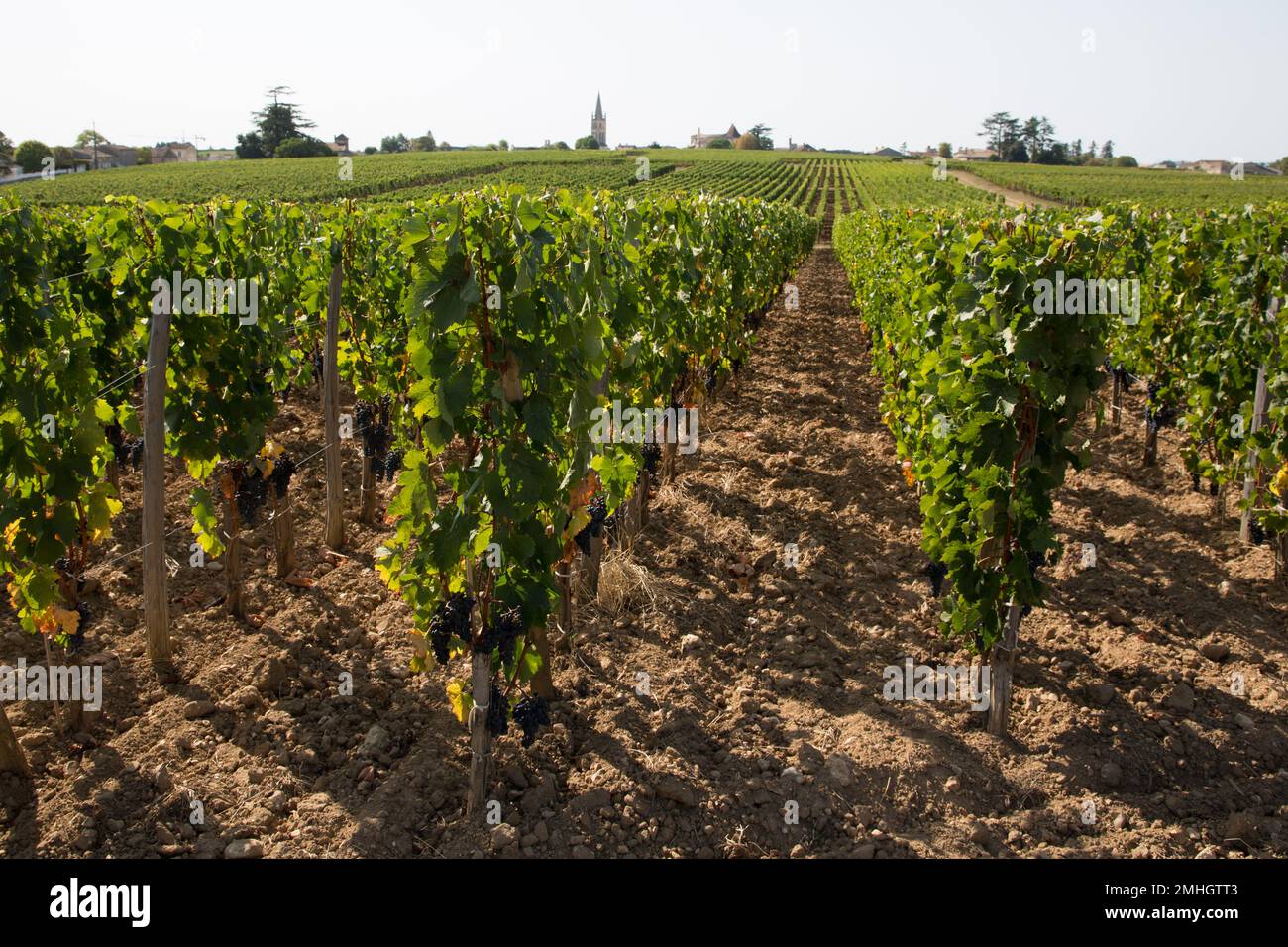 French vineyard in Medoc Bordeaux grape wine farming summer day Stock ...