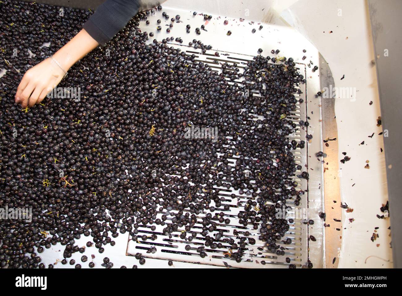 Grapes farming machine hi-res stock photography and images - Alamy