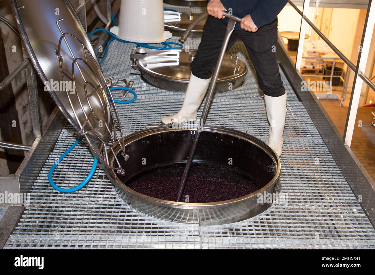 winemaking with red grapes and steel tanks harvest Stock Photo - Alamy