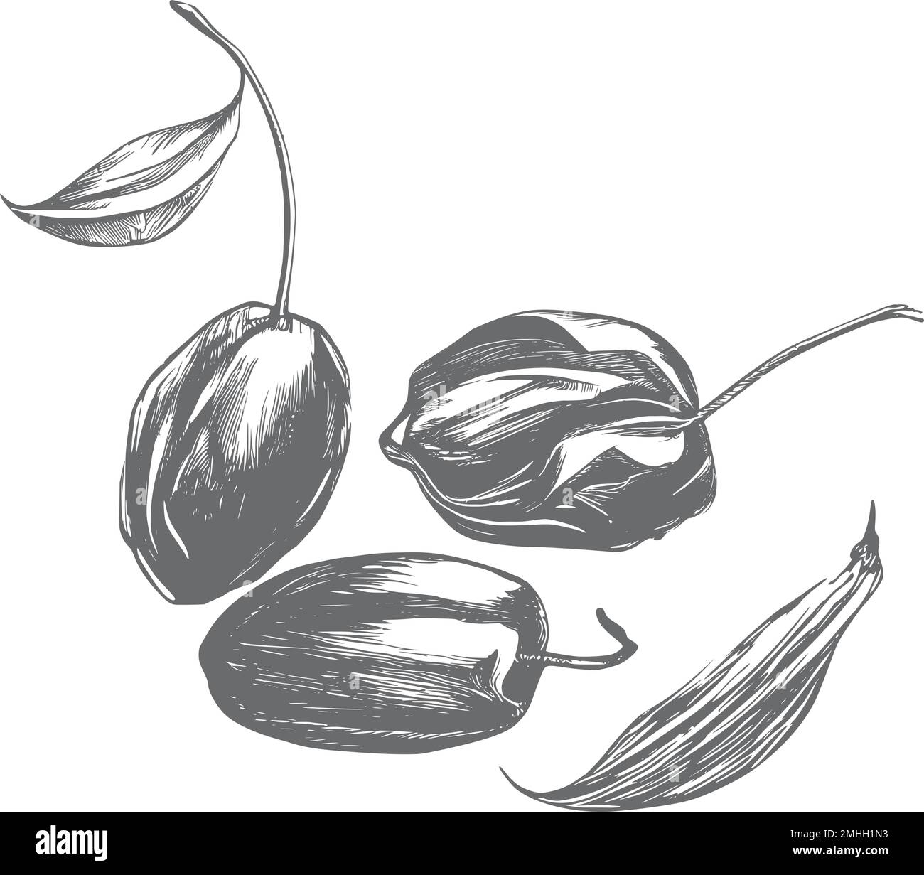 Date palm leaves and ripe fruits sketch vector illustration isolated on ...