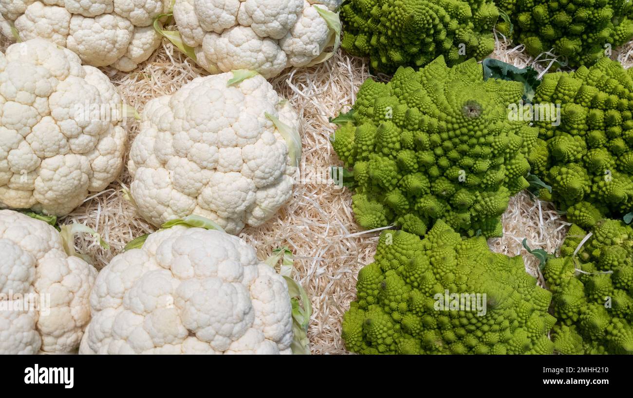 cauliflower cabbage white and green variety stack background Stock ...