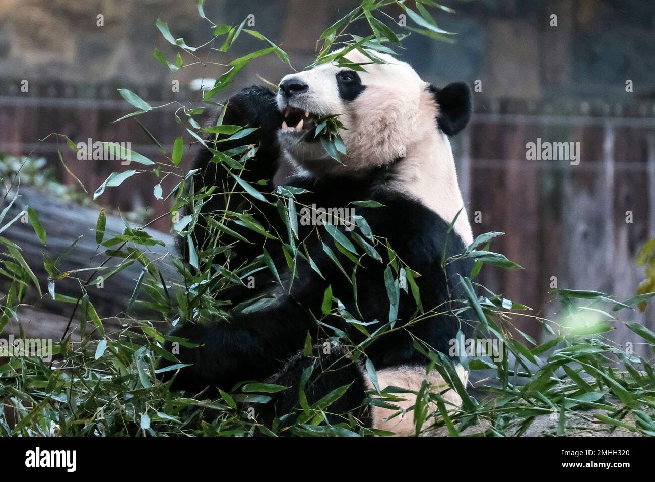 Giant panda Bei Bei eats bamboo at the David M. Rubenstein Family Giant ...