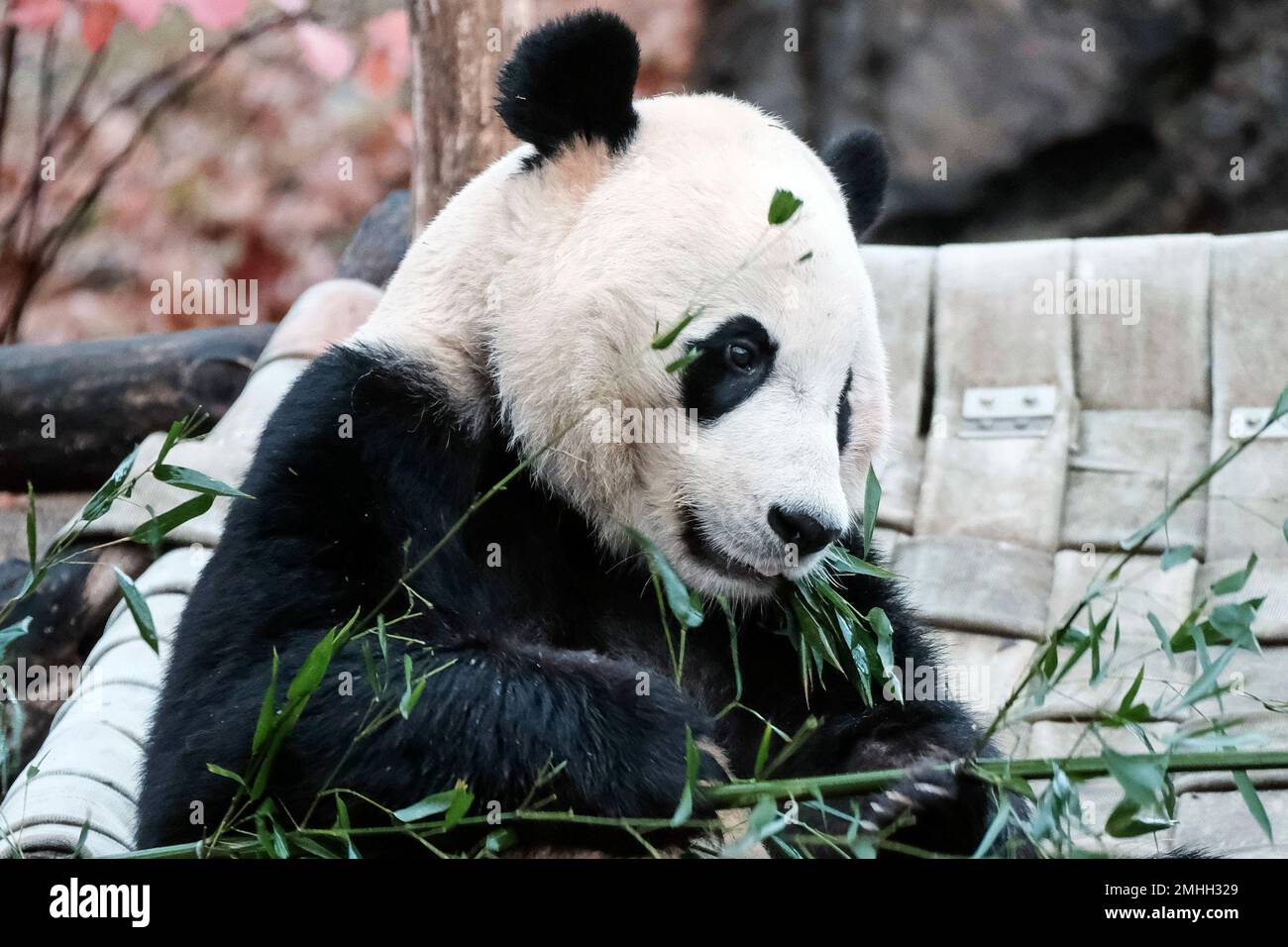 Giant panda Bei Bei eats bamboo at the David M. Rubenstein Family Giant ...
