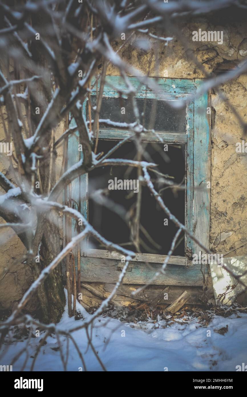 Close up overgrown branches in front of abandoned house with broken ...