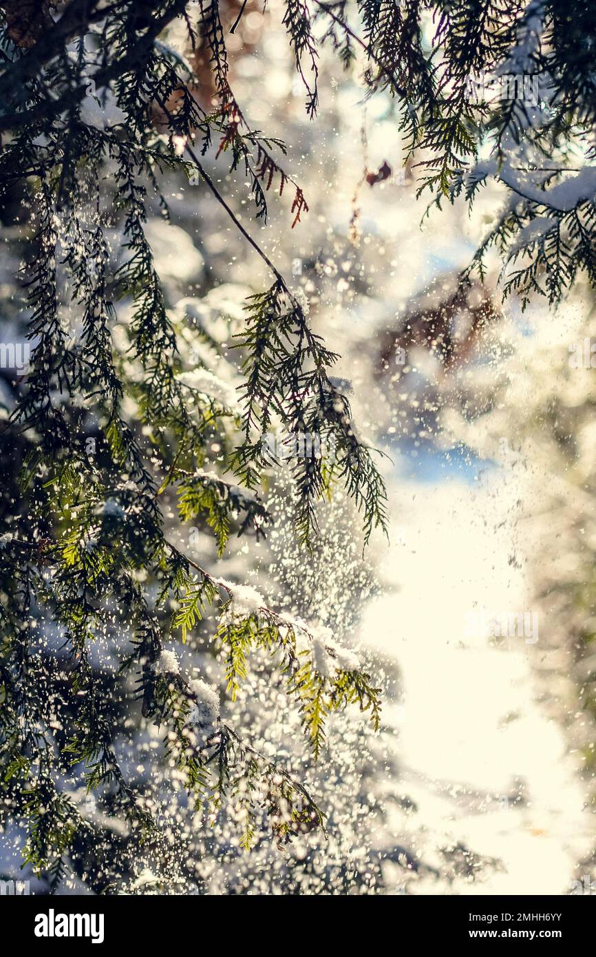 Close up shot snow falling hi-res stock photography and images - Alamy