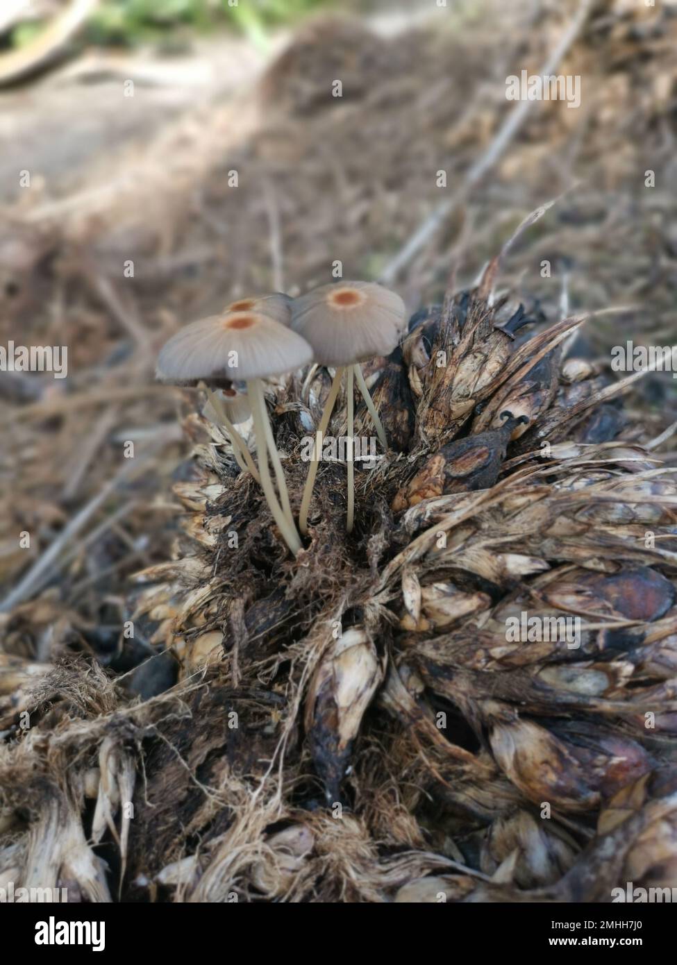 psathyrellaceae mushrooms sprouting out from the cluster of oil palm ...