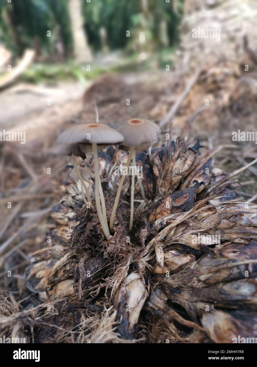 psathyrellaceae mushrooms sprouting out from the cluster of oil palm ...