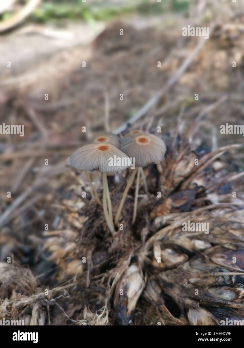psathyrellaceae mushrooms sprouting out from the cluster of oil palm ...