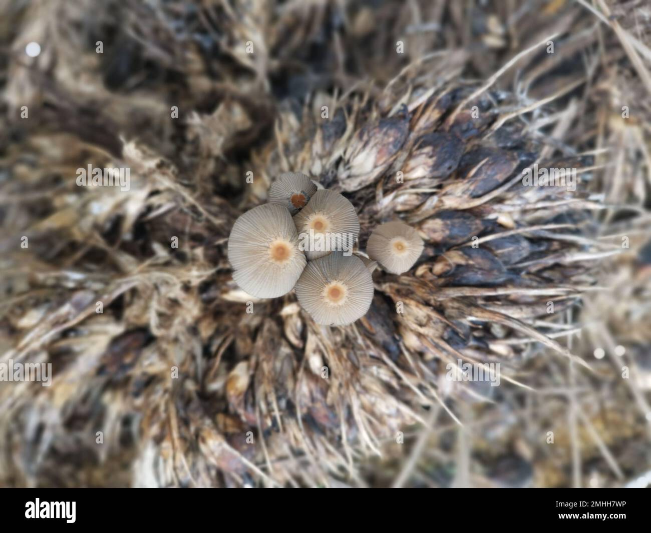 psathyrellaceae mushrooms sprouting out from the cluster of oil palm ...