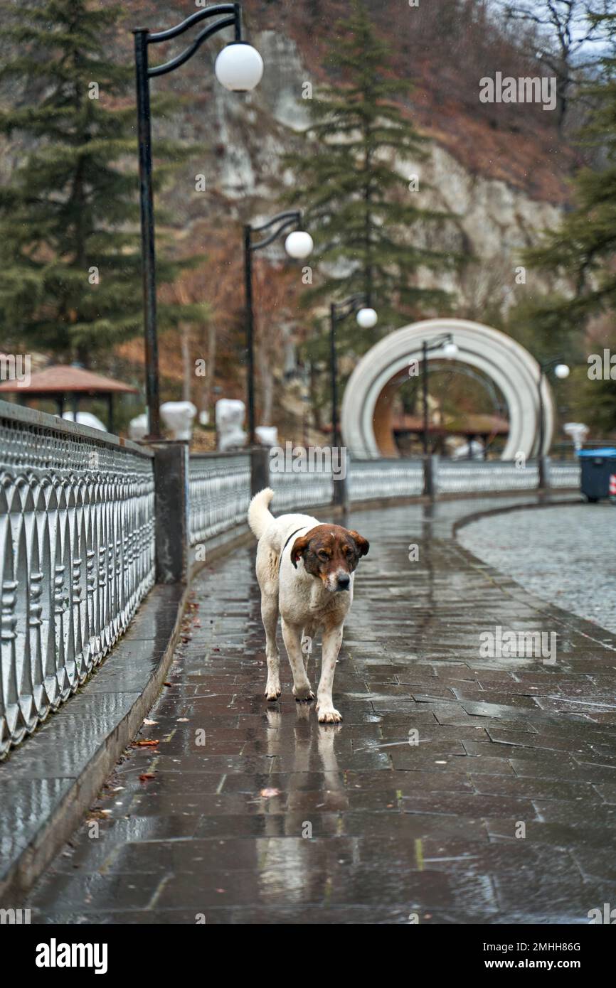 a stray dog running down a wet sidewalk in the rain Stock Photo - Alamy