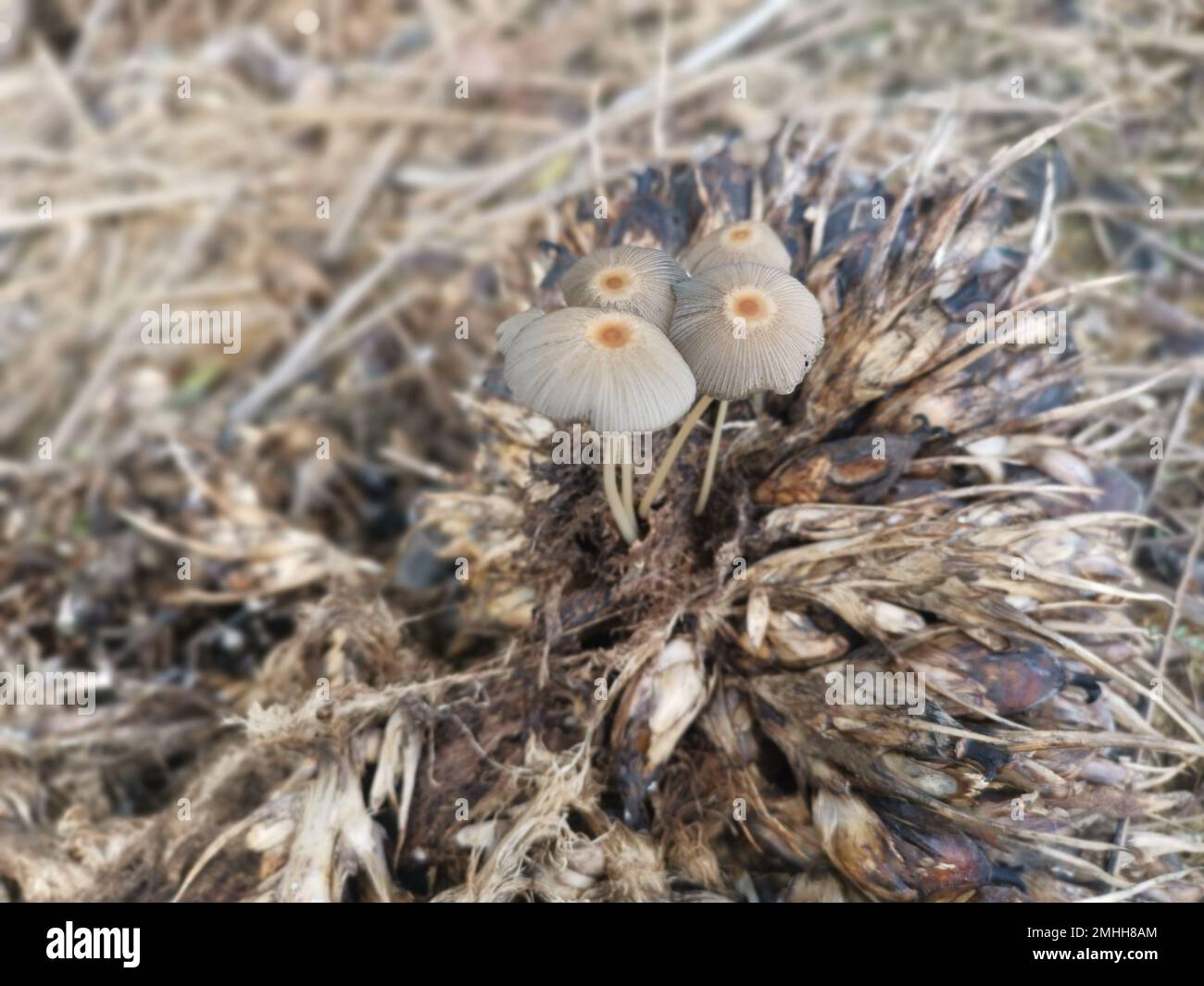 psathyrellaceae mushrooms sprouting out from the cluster of oil palm ...