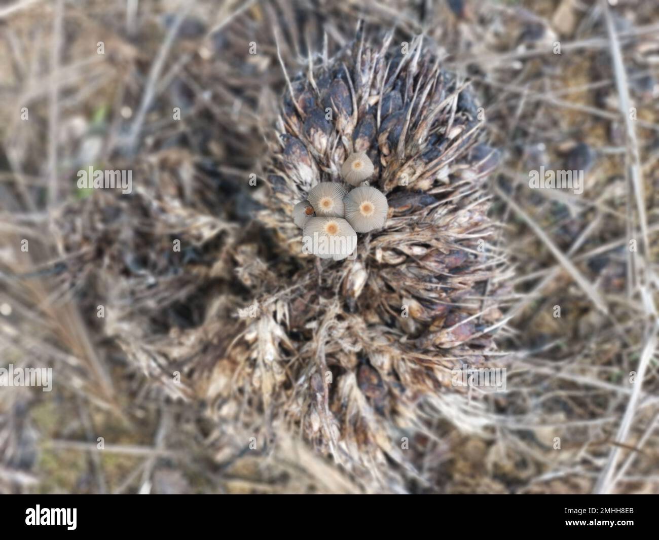 psathyrellaceae mushrooms sprouting out from the cluster of oil palm ...