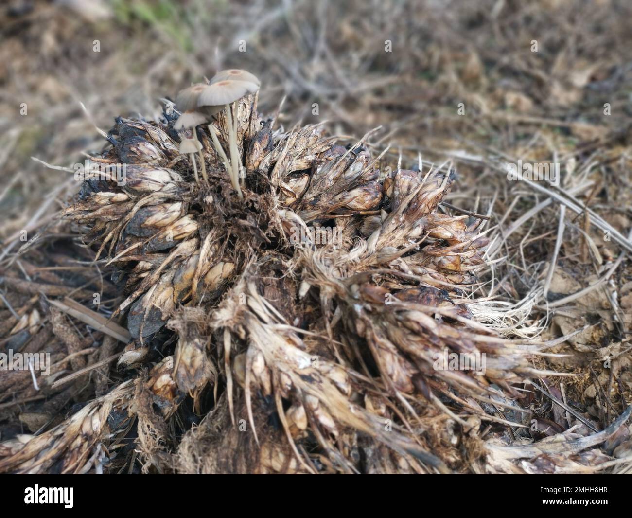 psathyrellaceae mushrooms sprouting out from the cluster of oil palm ...
