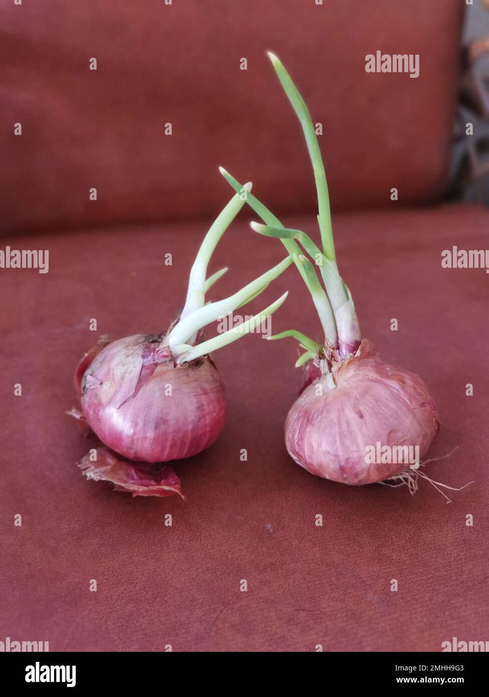 onion sprouting out with young leafy shoot Stock Photo - Alamy