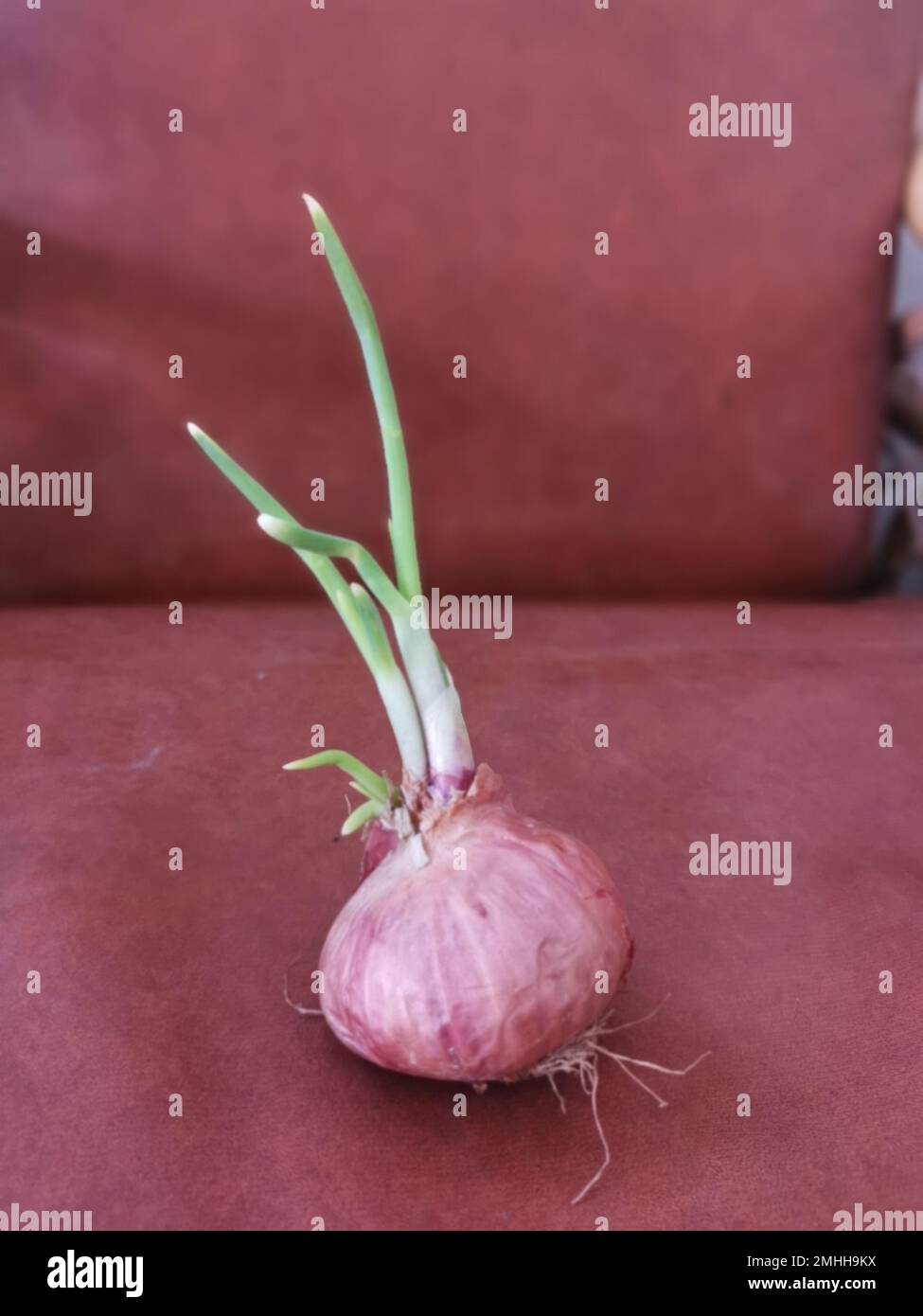 onion sprouting out with young leafy shoot Stock Photo - Alamy