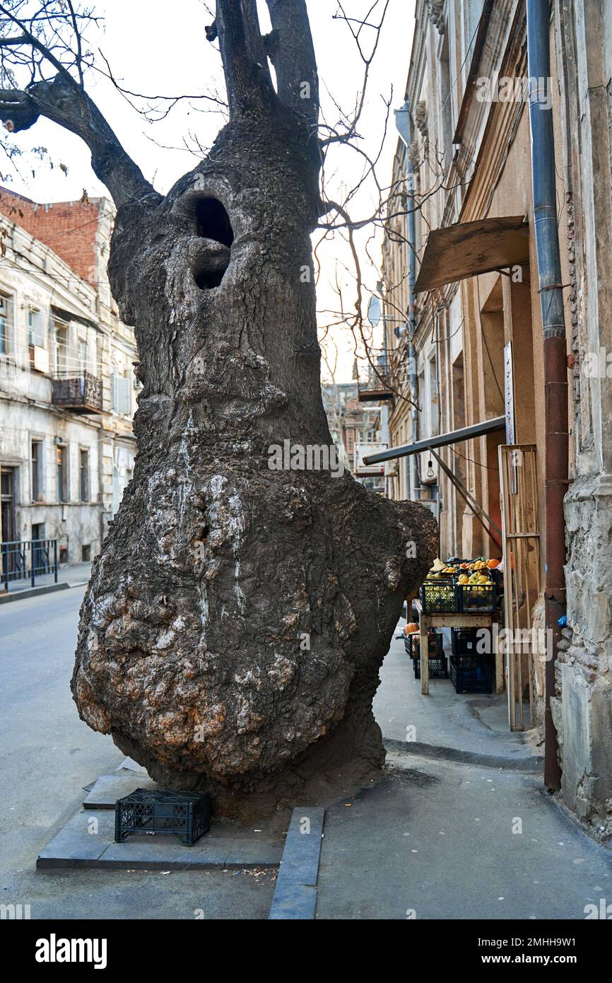 Aged unusual tree in hi-res stock photography and images - Alamy