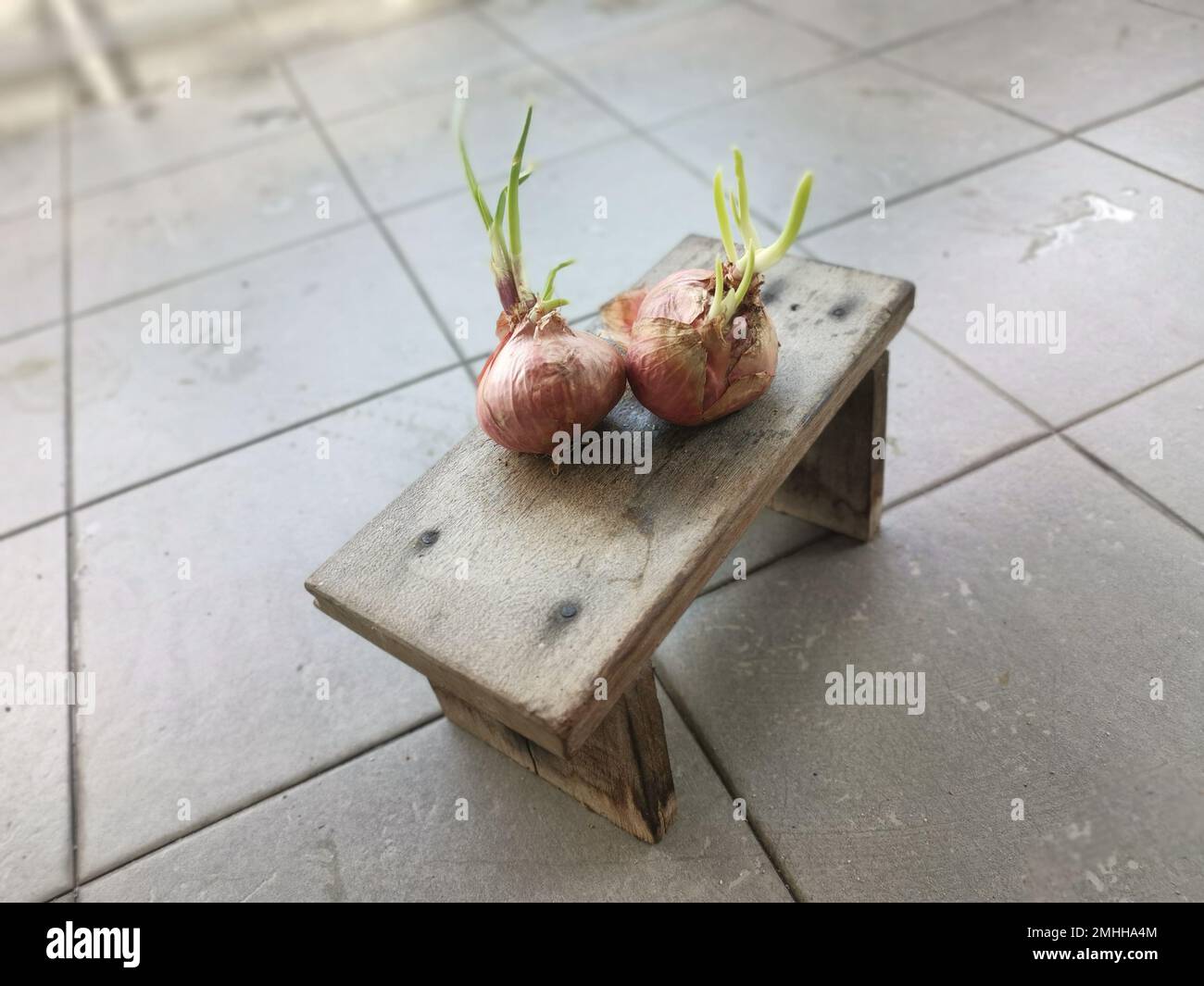 Red onion bulb sprouting hi-res stock photography and images - Alamy