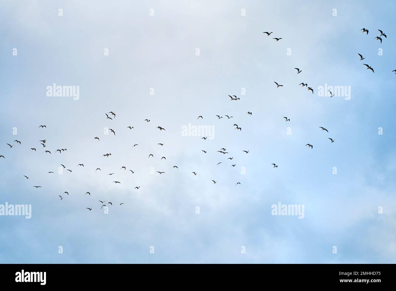 A flock of birds flies overhead in the sky Stock Photo - Alamy