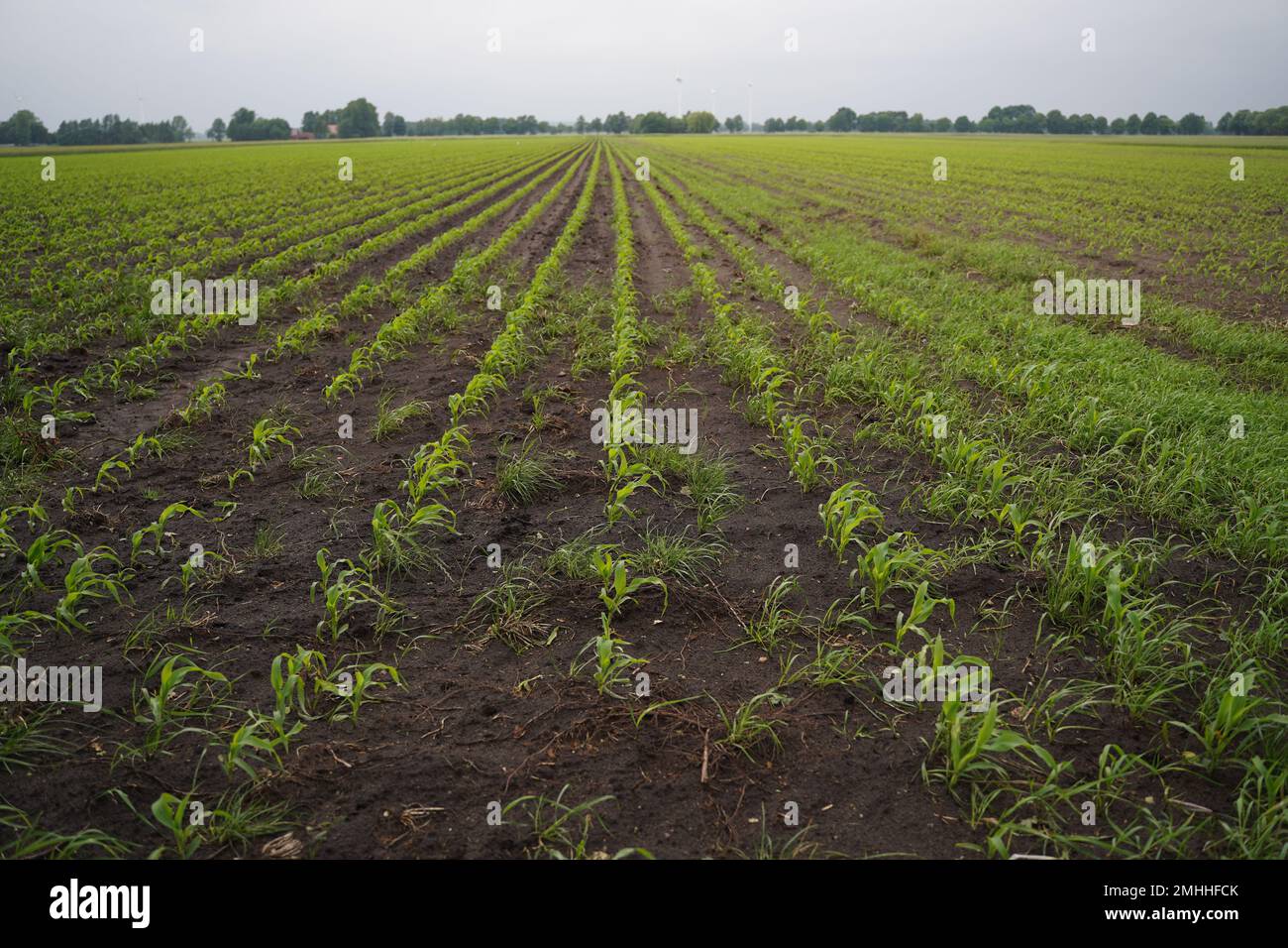 A field of young corn sprouts stretching into the distance to the ...