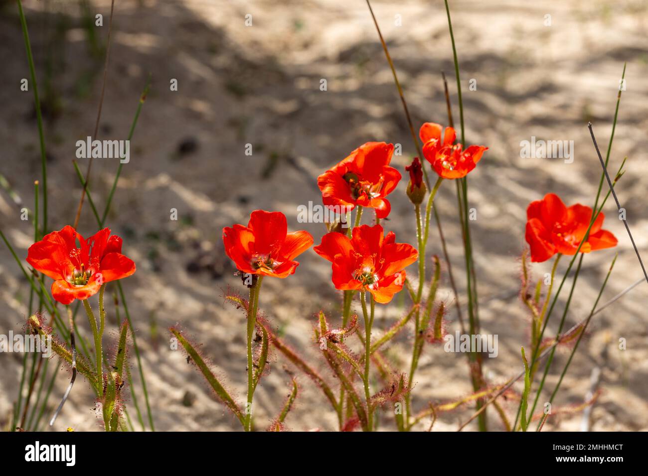 The beautiful red flowered form of the Sundew Drosera cistiflora in ...