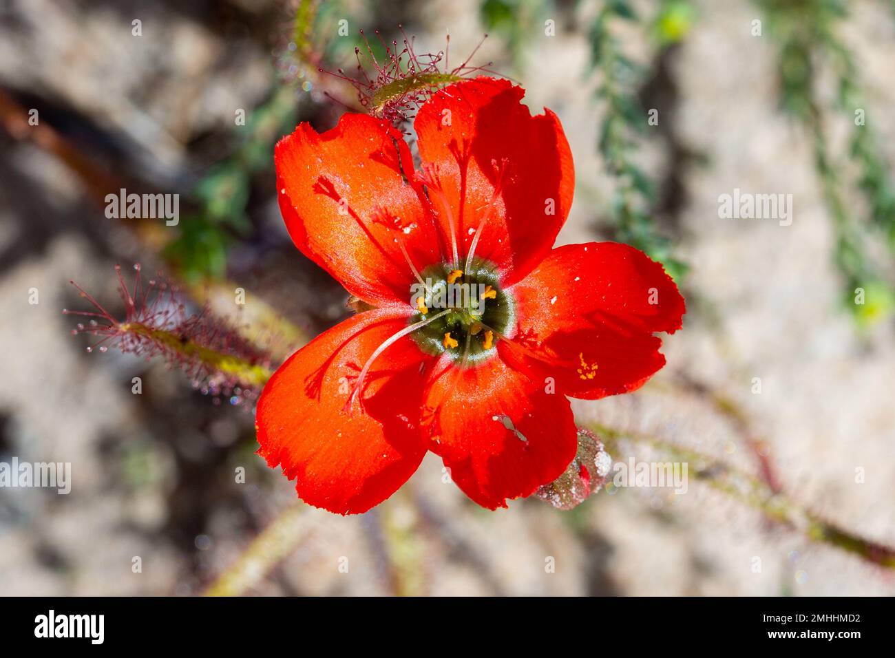 Fynbos pflanze hi-res stock photography and images - Alamy