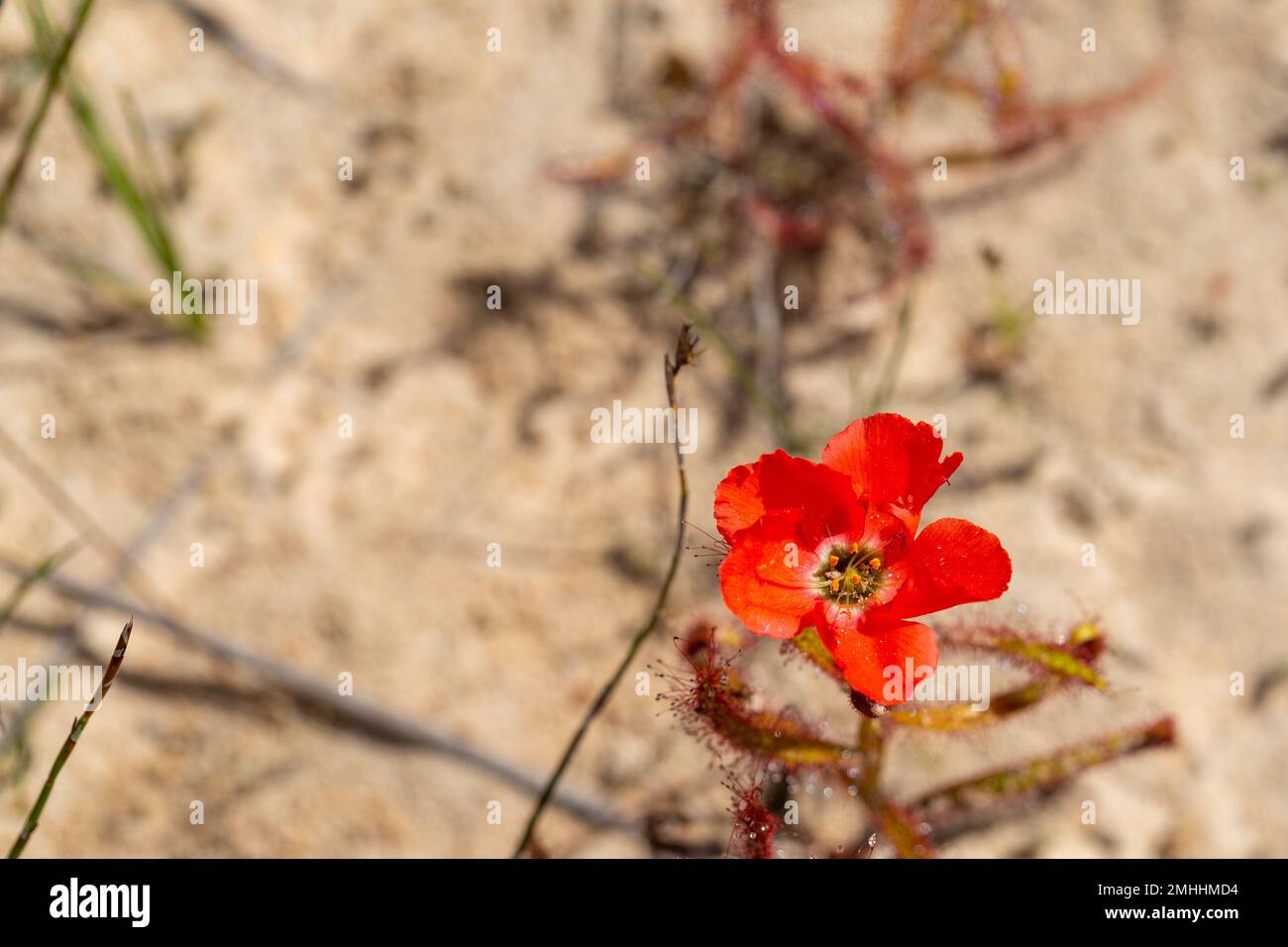 Fynbos pflanze hi-res stock photography and images - Alamy