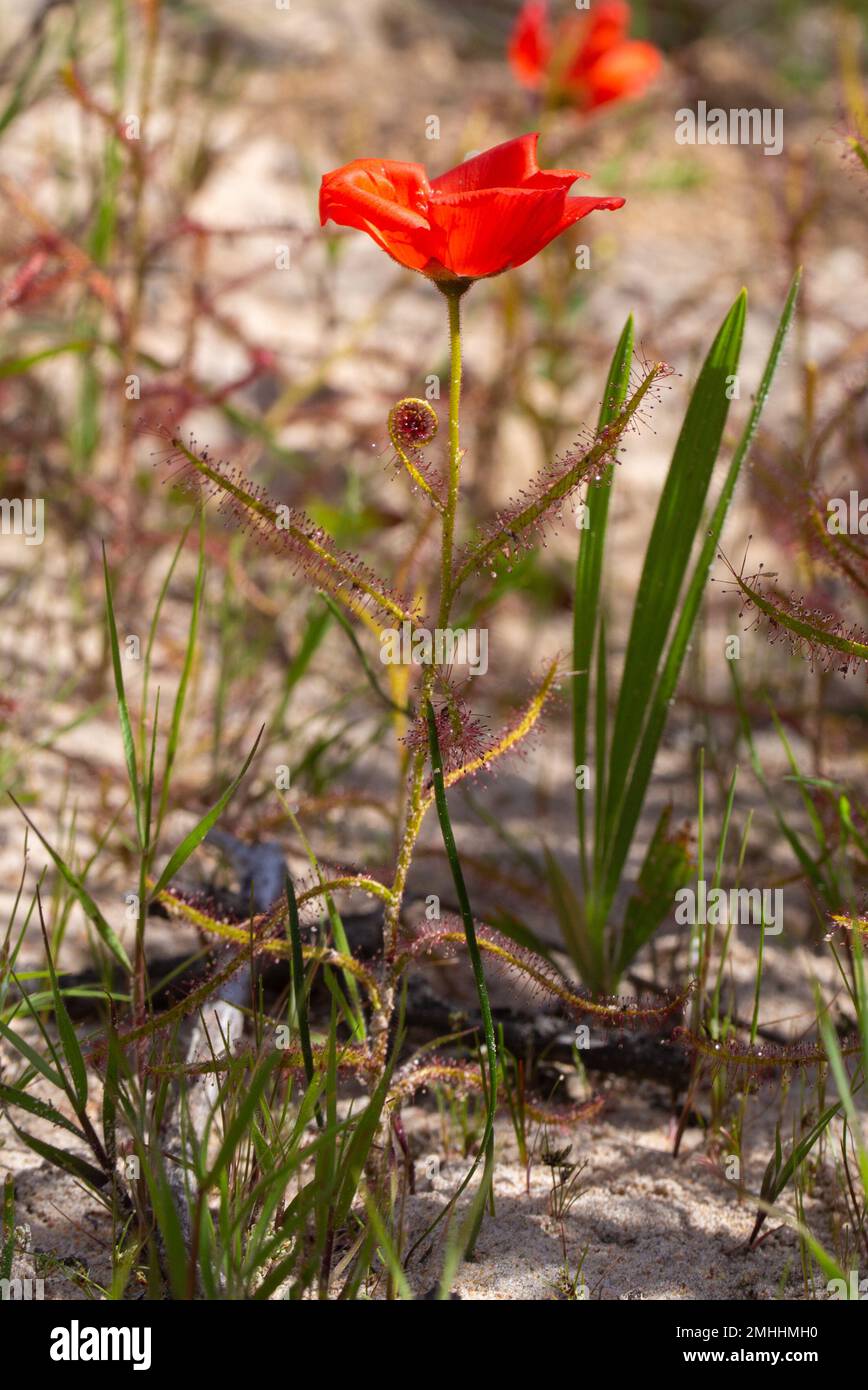 The beautiful red flowered form of the Sundew Drosera cistiflora in natural habitat, carnivorous ...
