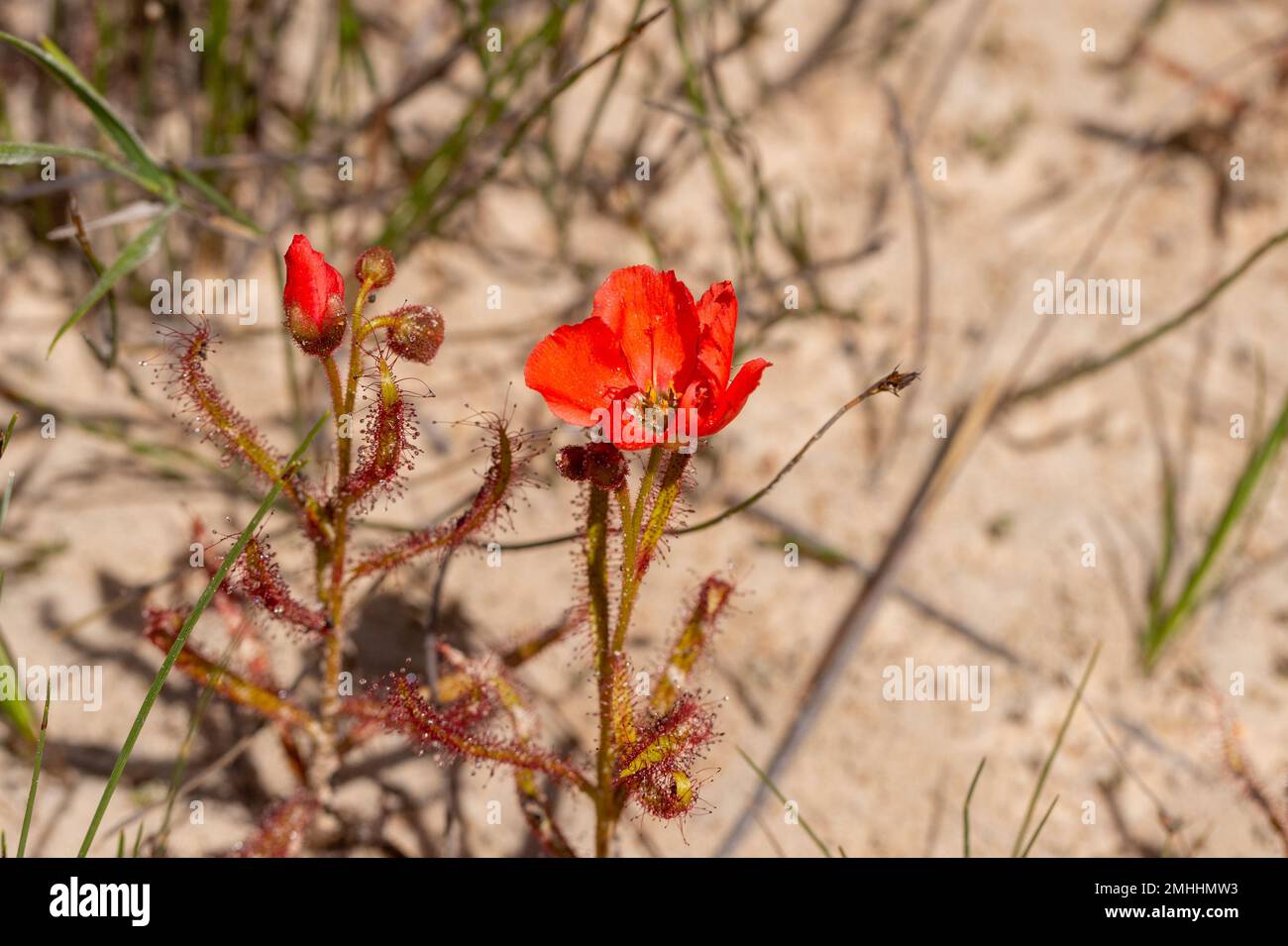 The beautiful red flowered form of the Sundew Drosera cistiflora in ...