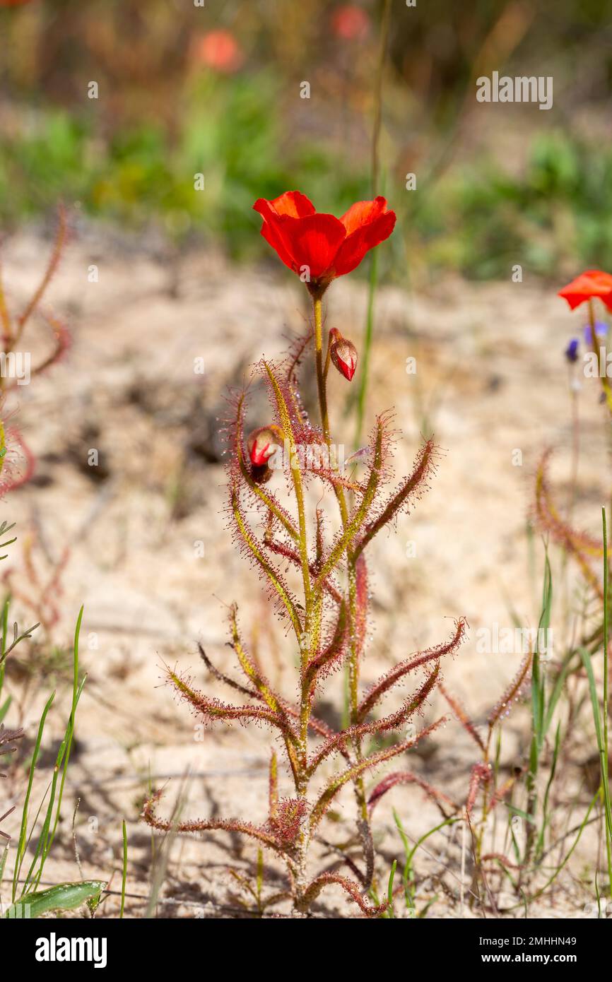 The beautiful red flowered form of the Sundew Drosera cistiflora in ...