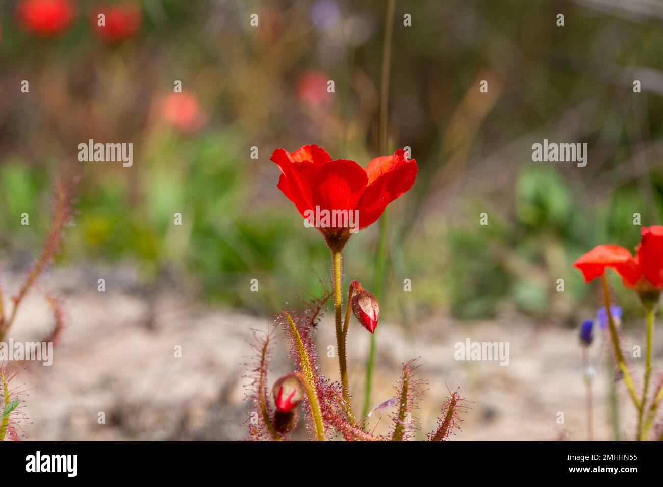 The beautiful red flowered form of the Sundew Drosera cistiflora in ...