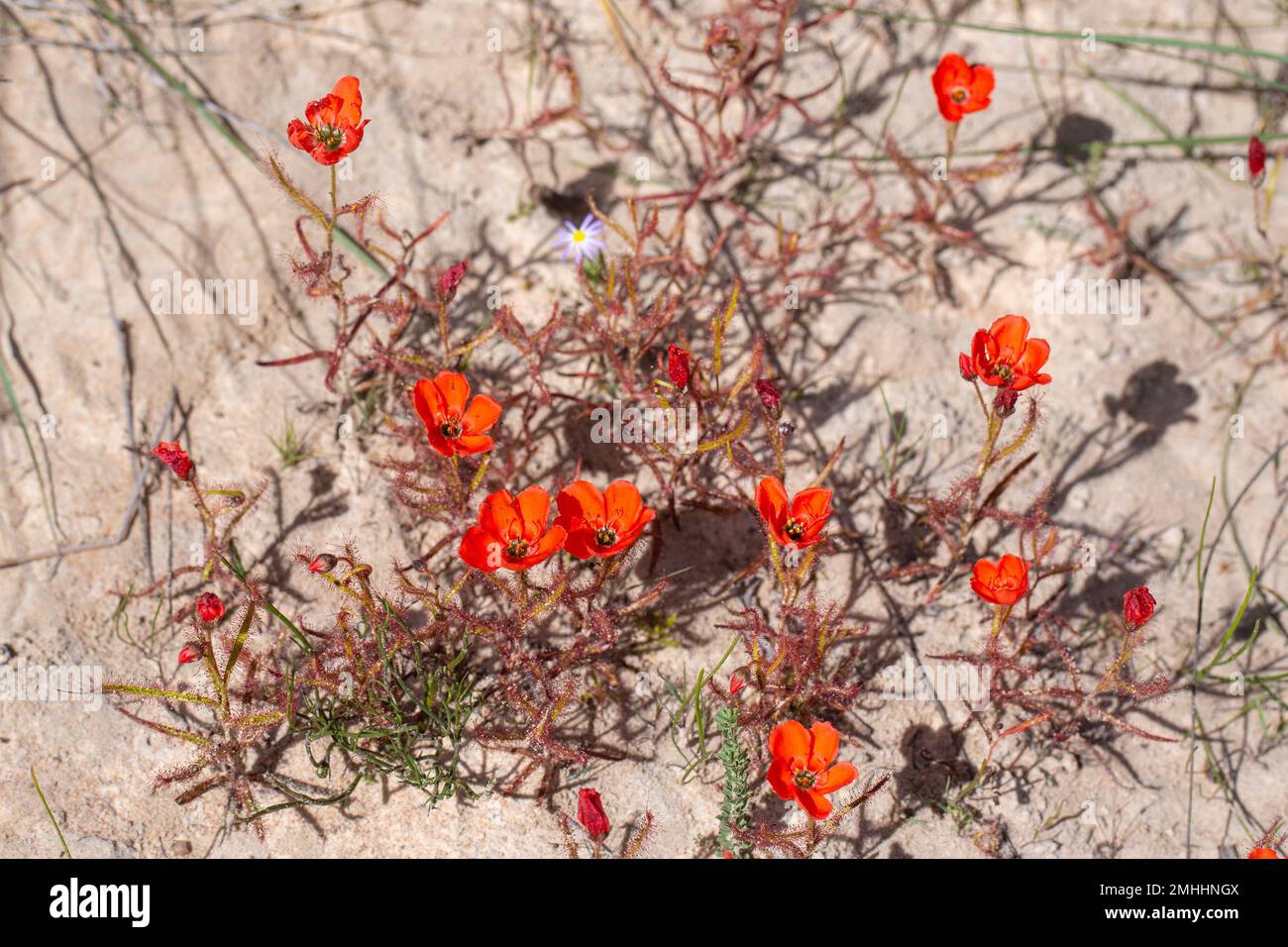 The beautiful red flowered form of the Sundew Drosera cistiflora in ...